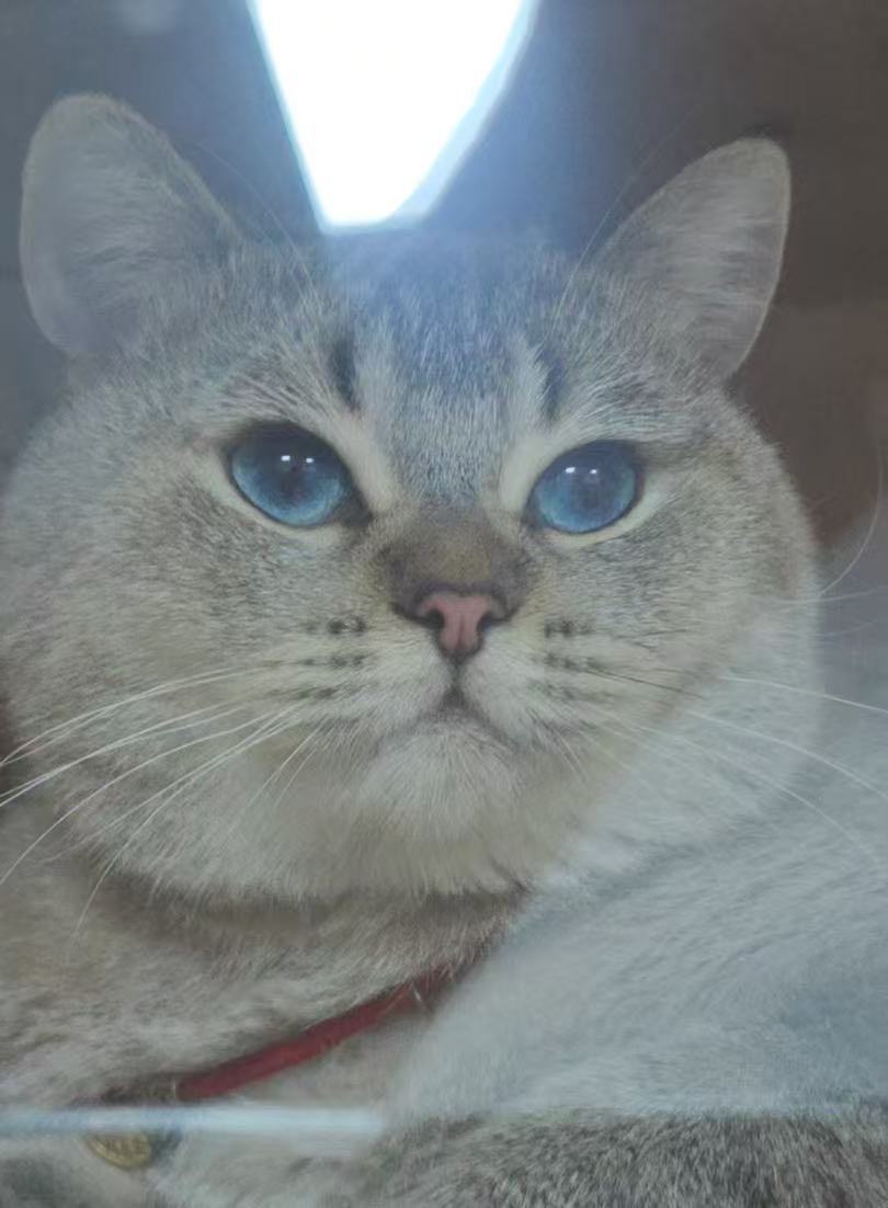 How to Stop Cat Overeating: 5 Vet-Approved Tips + Best Automatic Feeder ...