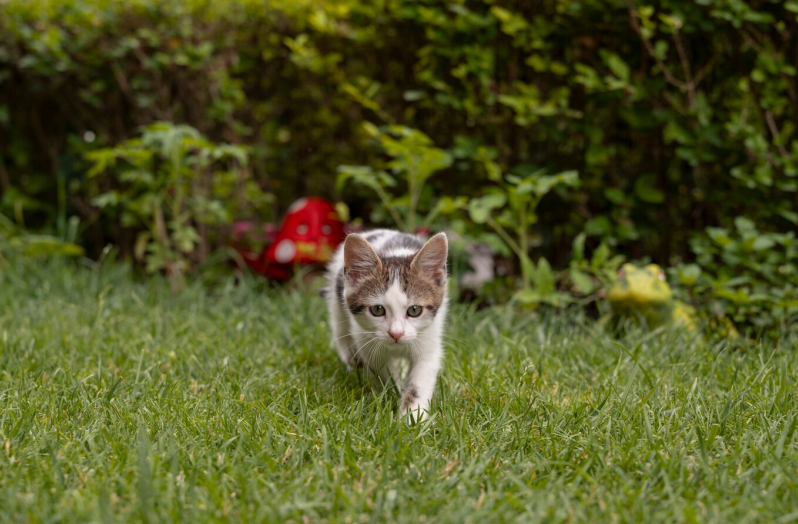 Why Do Cats Hunt Mice? The Mystery Behind Your Feline's Natural Instincts