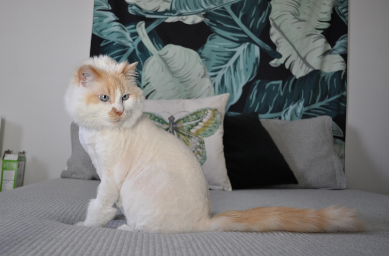 Ragdoll Cat Traits: Everything You Need to Know